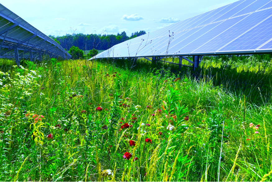 Vermont Solar Expands State's Pollinator Habitat - Renewable Energy Vermont
